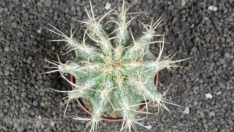 Chimera Astrophytum caputmedusae a Ferocactus - Duben-kaktus