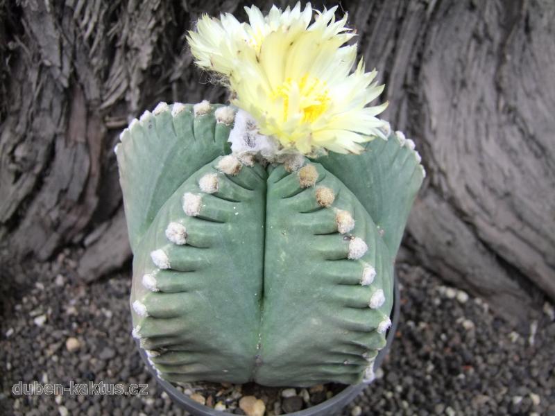 Astrophytum myriostigma Kiko roubované, grafted - Duben-kaktus