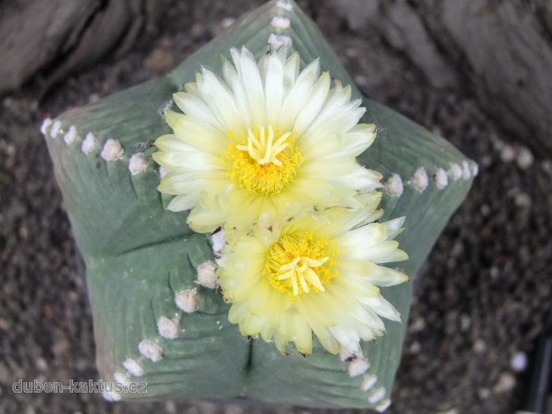 Astrophytum myriostigma Kiko roubované, grafted - Duben-kaktus