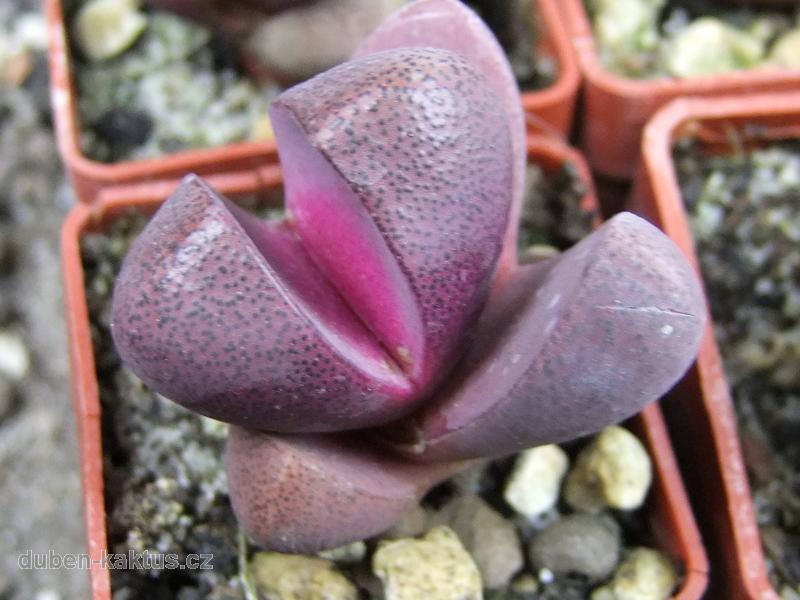 Pleiospilos nelii rubra - Duben-kaktus